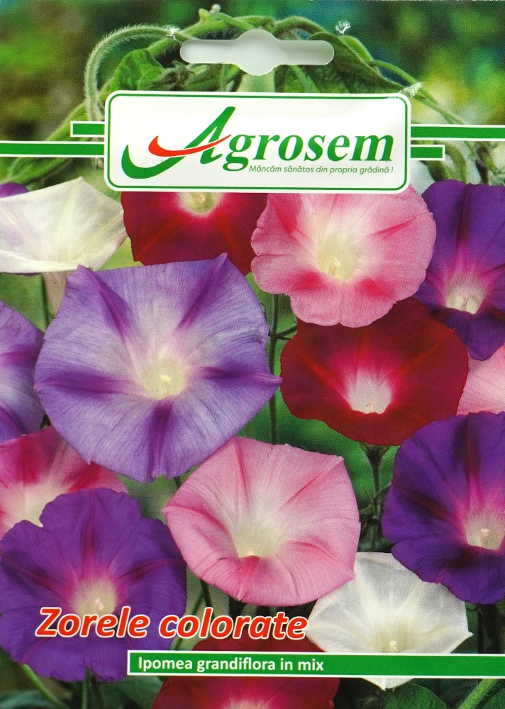 Seminte Flori Zorele Colorate 1 gr - Agrosemseed.ro